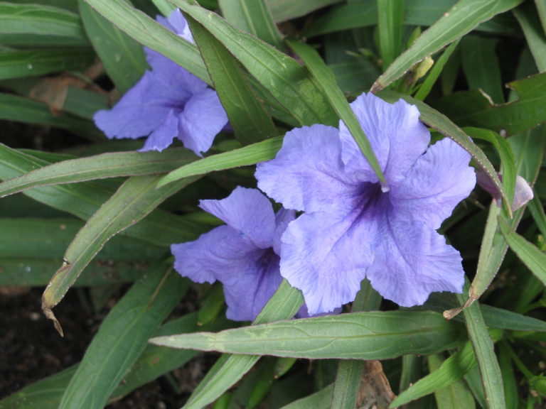 Dwarf Ruellia – Slovikoskys