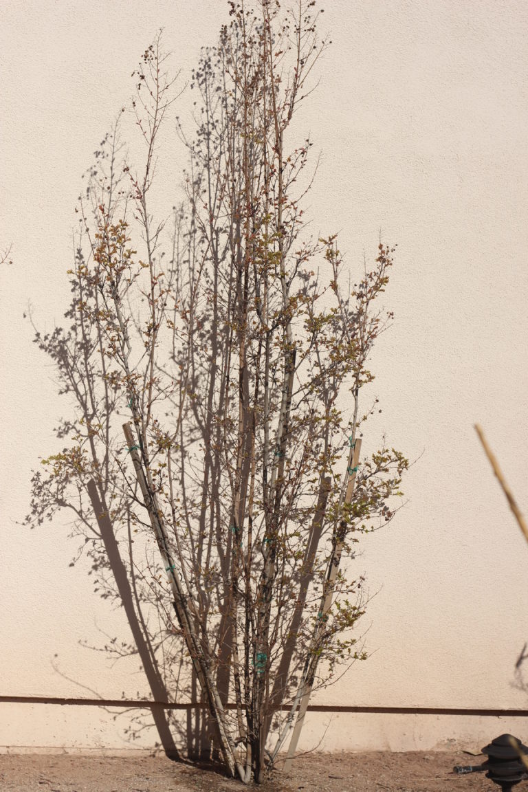 Red Rocket Crape Myrtle in winter – Slovikoskys